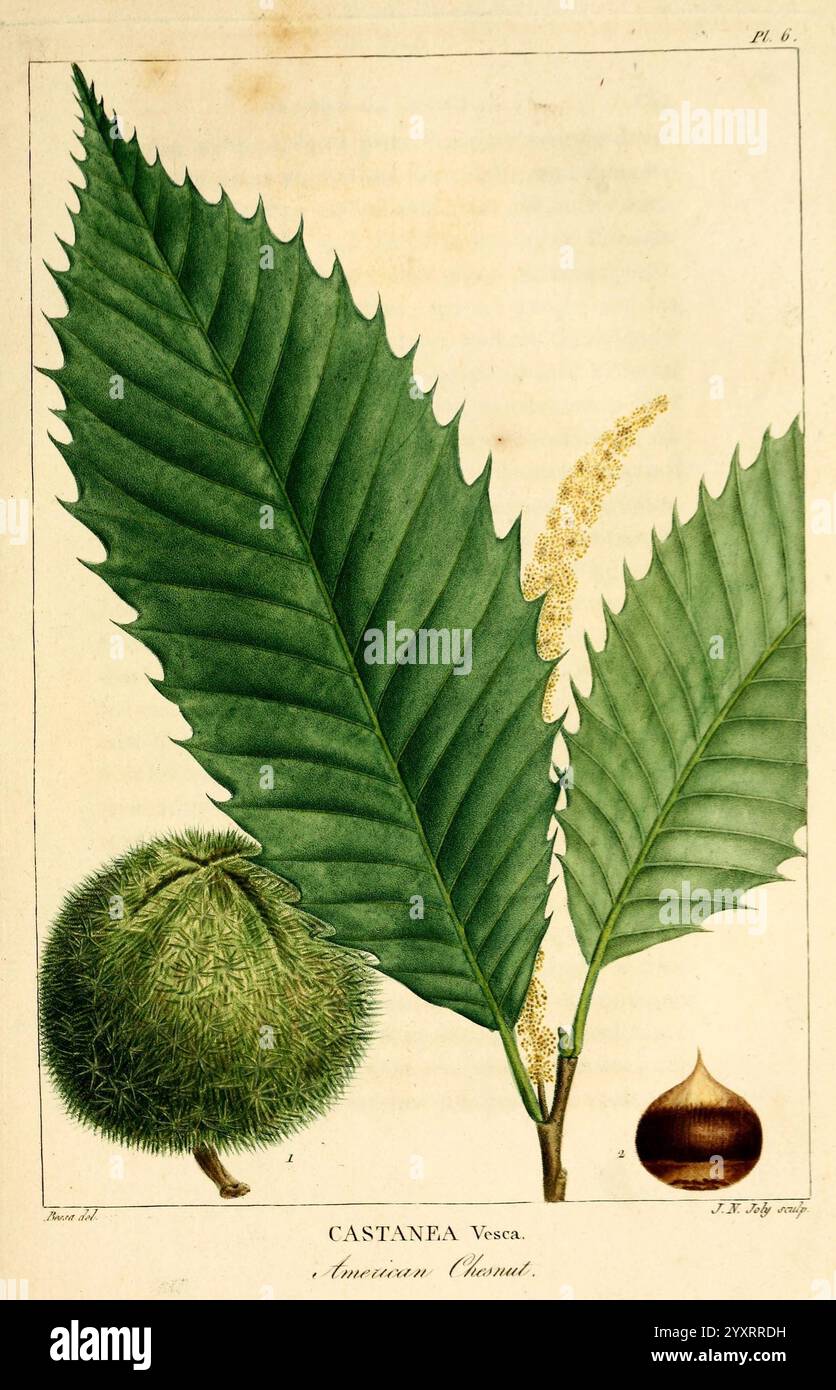 Distinctive burr hi-res stock photography and images - Alamy