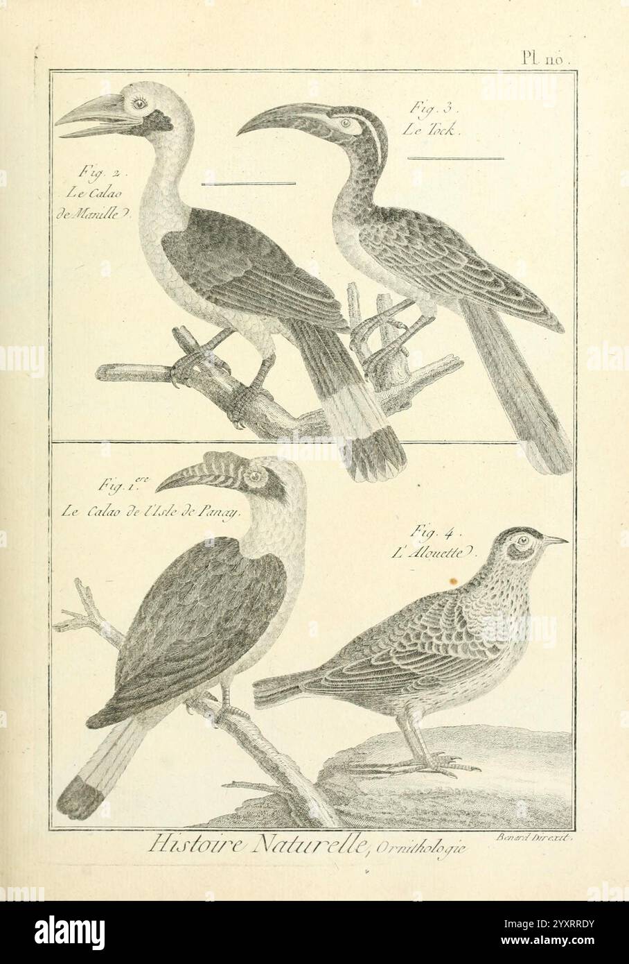 Diverse avian compilation hi-res stock photography and images - Alamy