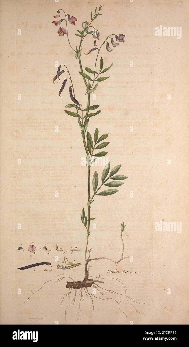 Plants robust anchoring system hi-res stock photography and images - Alamy