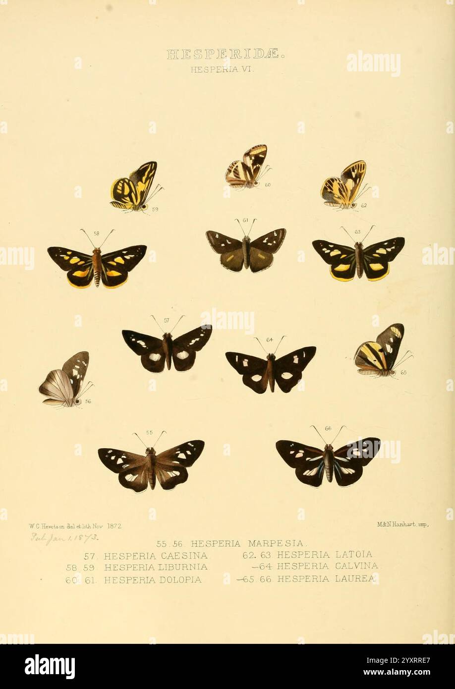 Illustrations of new species of exotic butterflies London, John Van ...