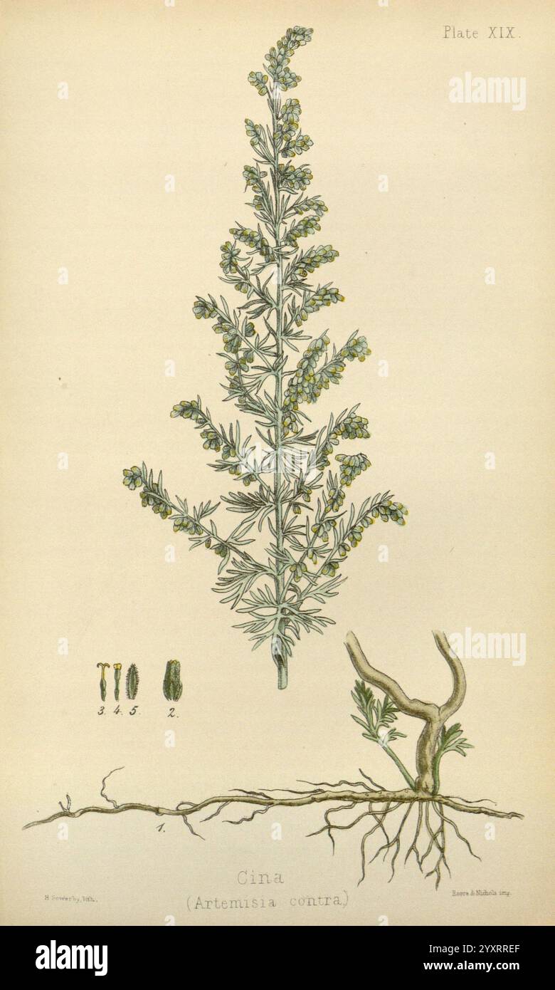 The flora homoeopathica, London, Leath & Ross, 1852-1853, botany ...