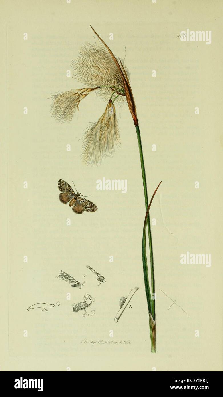 Revealing intricate wing patterns hi-res stock photography and images ...