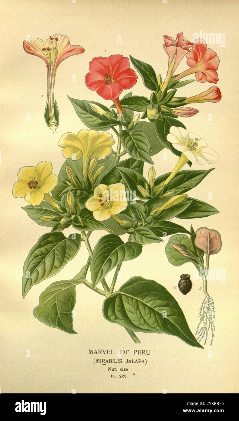 Favourite Flowers Of Garden And Greenhouse London And New York ...