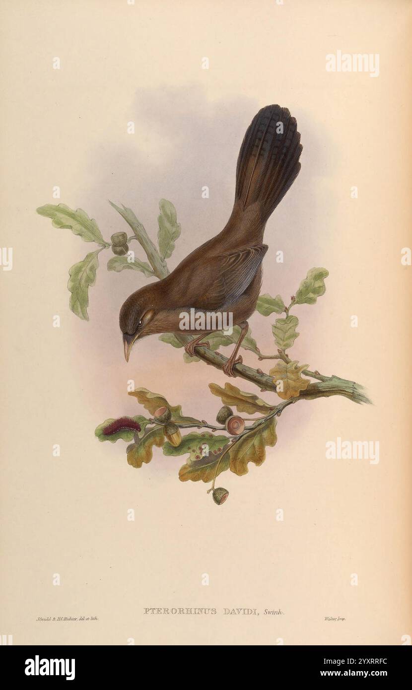 Pterorhinus davidii hi-res stock photography and images - Alamy