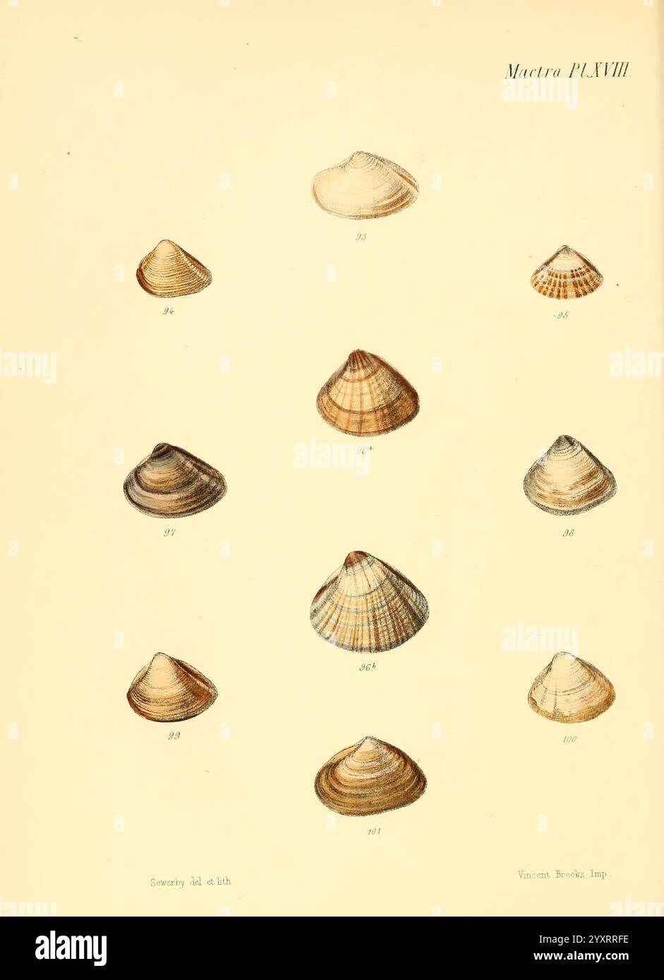 Conchologia iconica, or Illustrations of the shells of molluscous ...