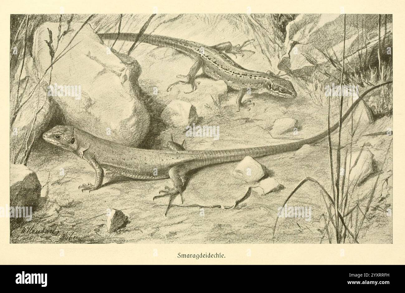 Illustration features two distinct lizard species hi-res stock ...