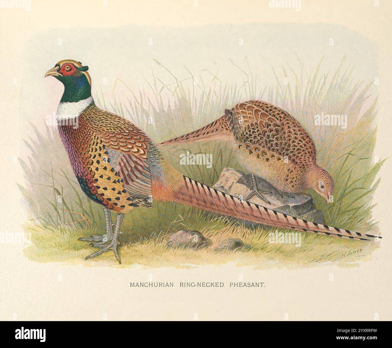 A monograph of the pheasants, London, England, Published under the ...