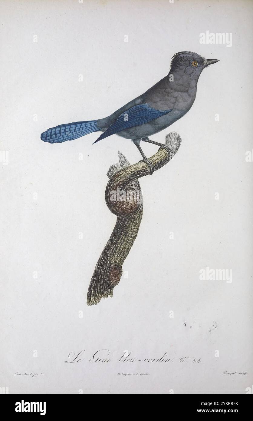 Histoire naturelle des oiseaux de paradis et des rolliers, Paris, Chez ...