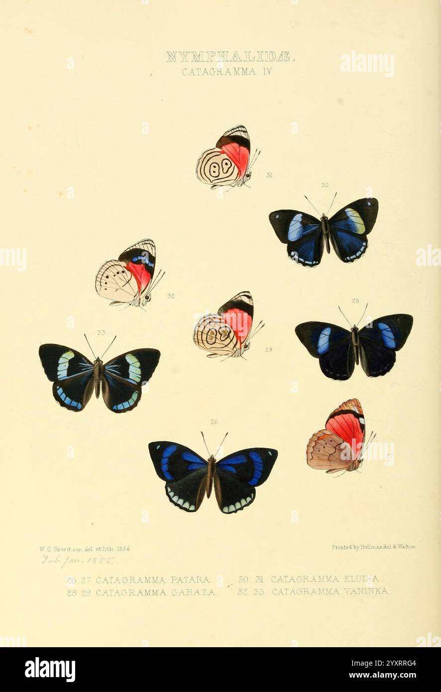 Illustrations of new species of exotic butterflies, London, John Van ...