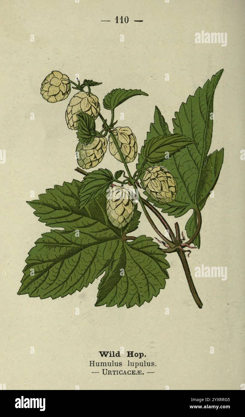Hop botanical illustration hi-res stock photography and images - Alamy