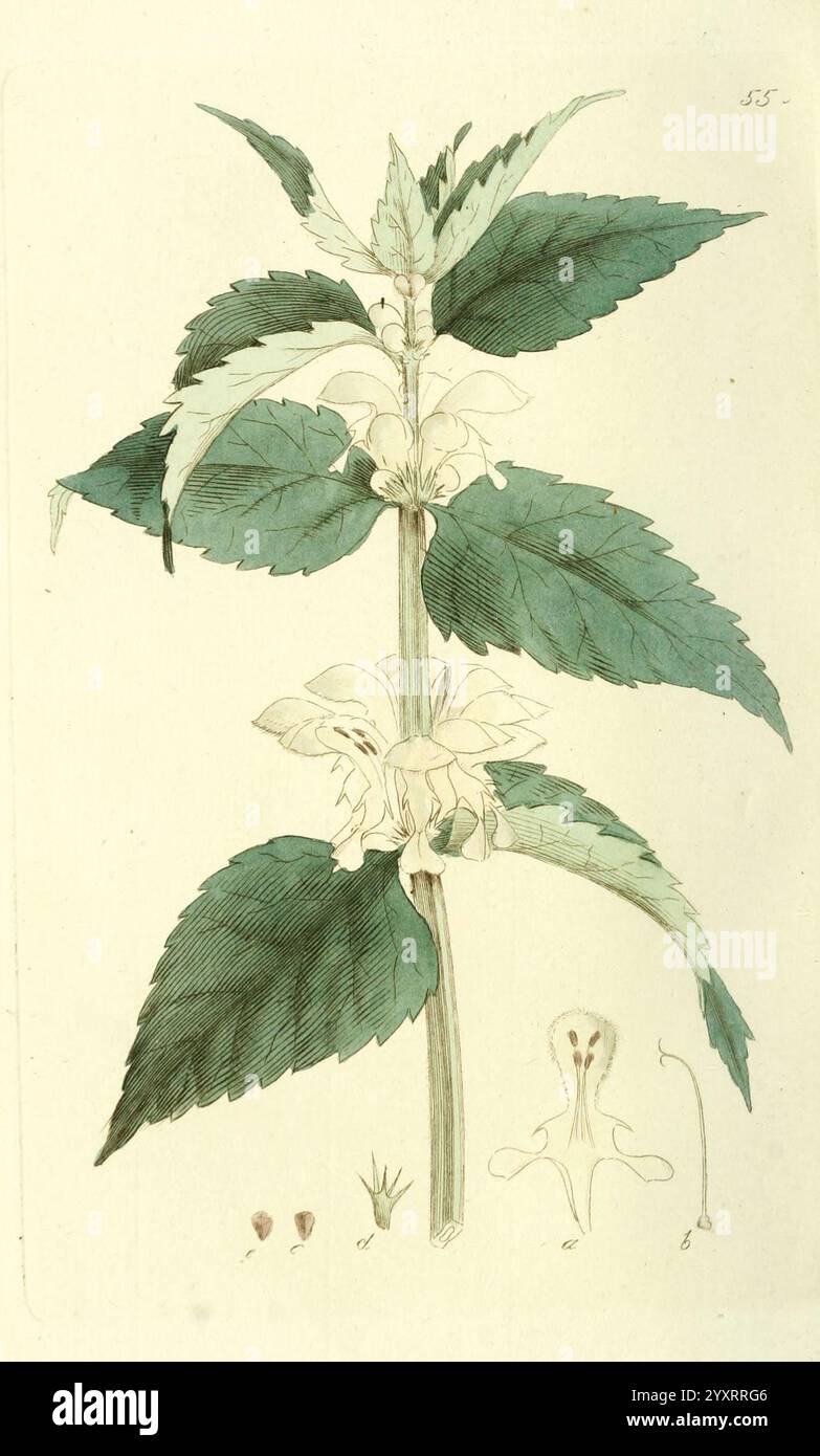 Svensk botanik v.1 Stockholm Tryckt hos C. Delén 1802-[1843] plants ...