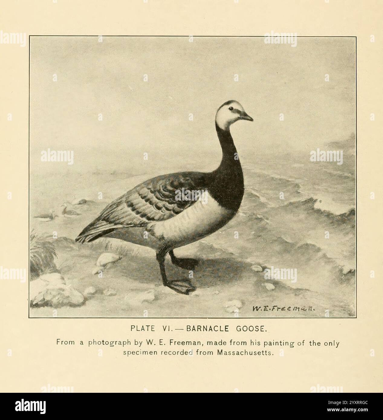 Primarily dark plumage hi-res stock photography and images - Alamy