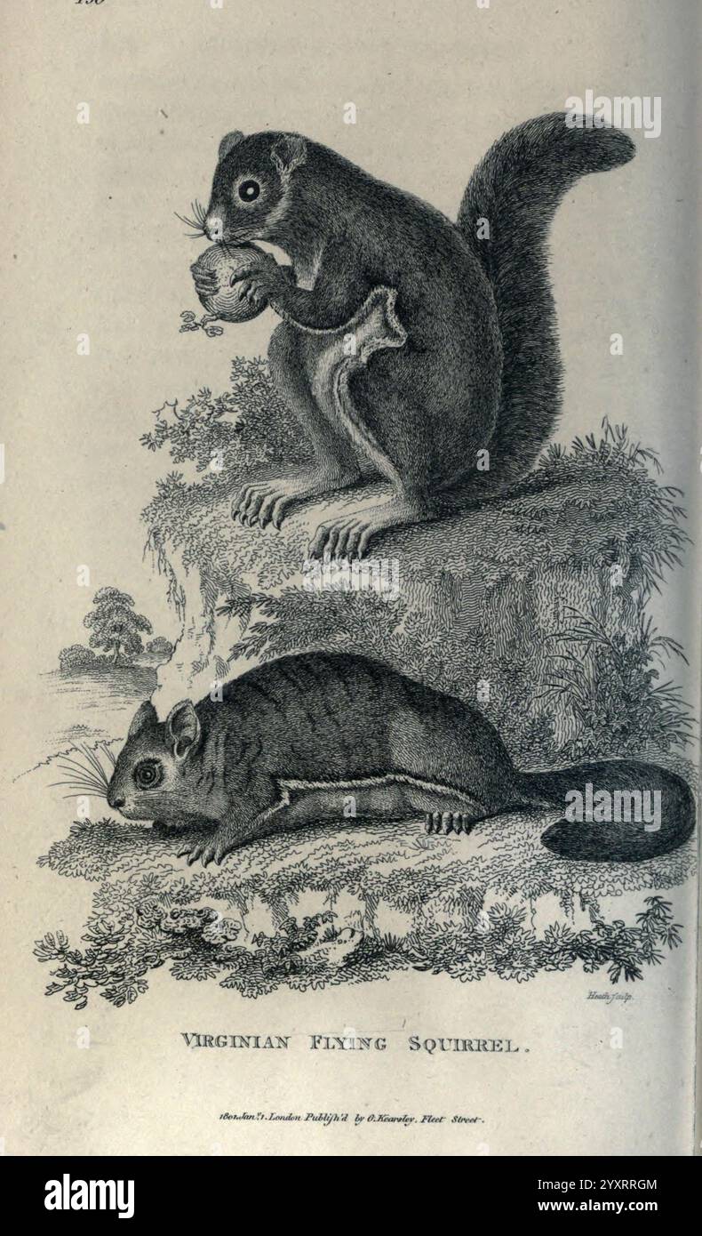 General Zoology, or Systematic Natural History, London, Printed for G ...