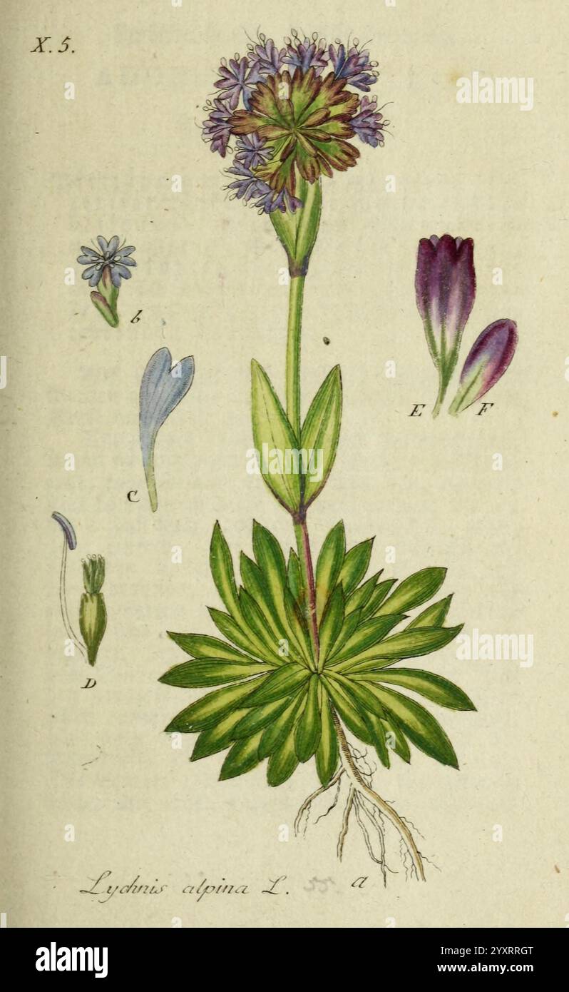 Alpine loosestrife hi-res stock photography and images - Alamy