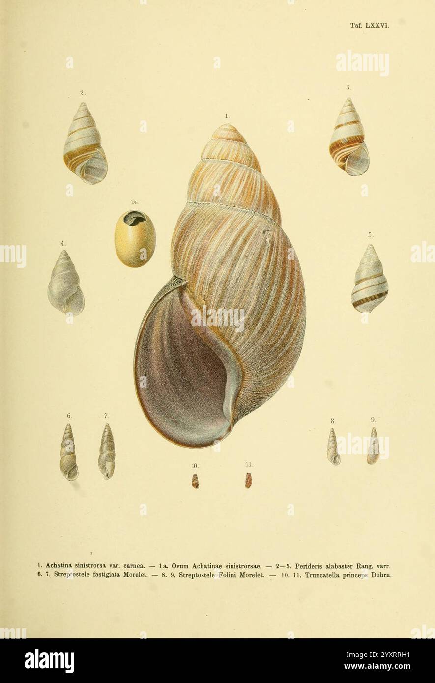 Novitates Conchologicae, Cassel, T. Fischer, 1854-79, mollusks ...
