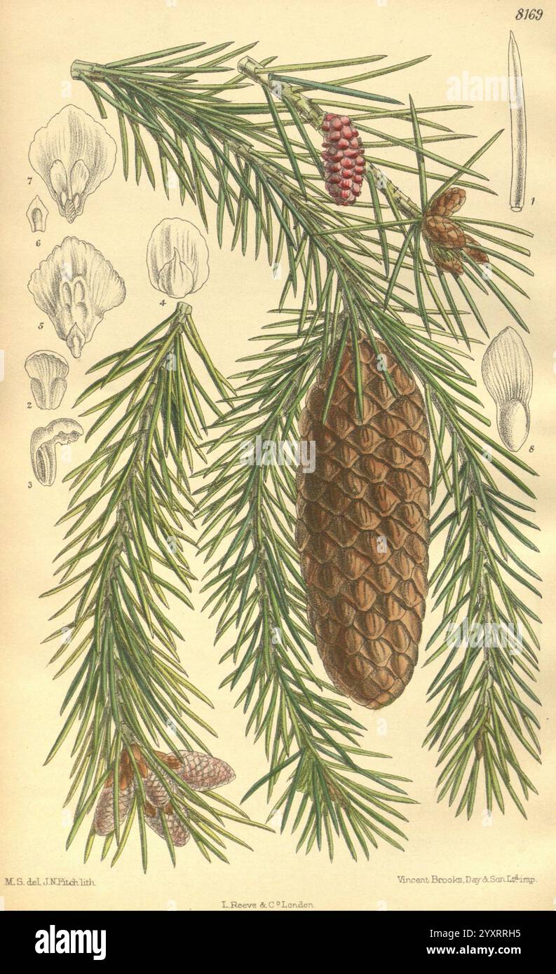 Understanding conifer anatomy hi-res stock photography and images - Alamy