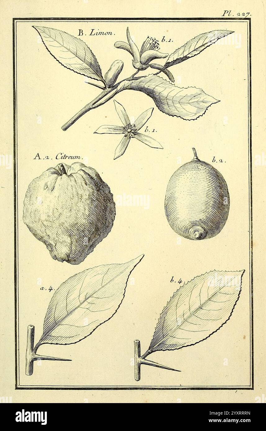 Textured fruit labeled hi-res stock photography and images - Alamy