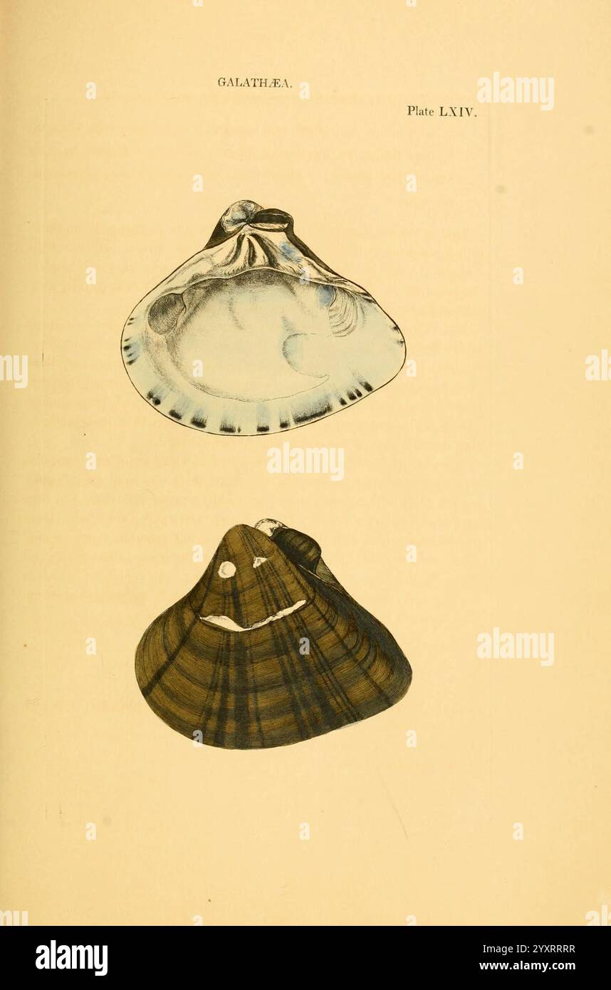 Lower shell exhibits hi-res stock photography and images - Alamy