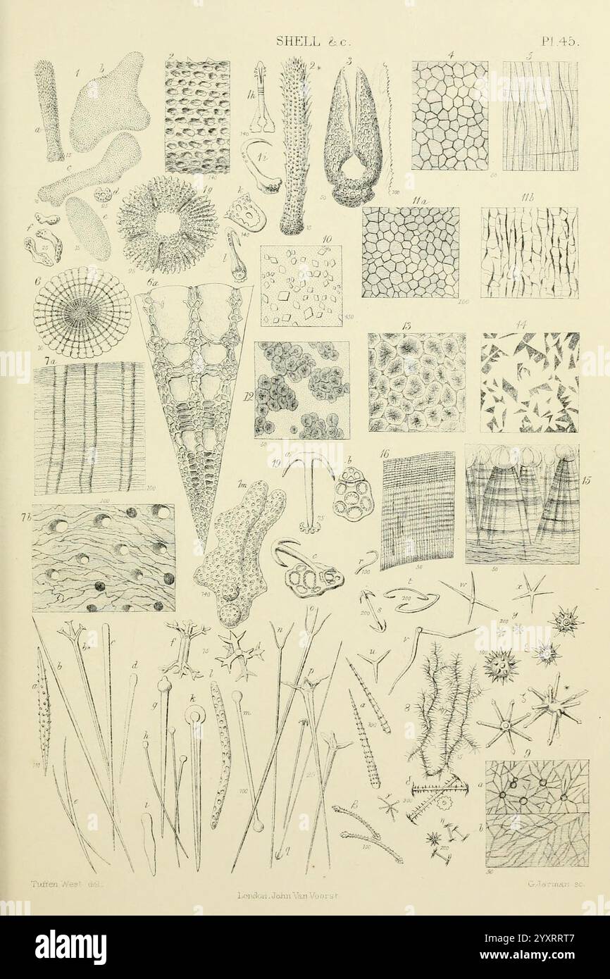 Featuring various shell structures hi-res stock photography and images ...