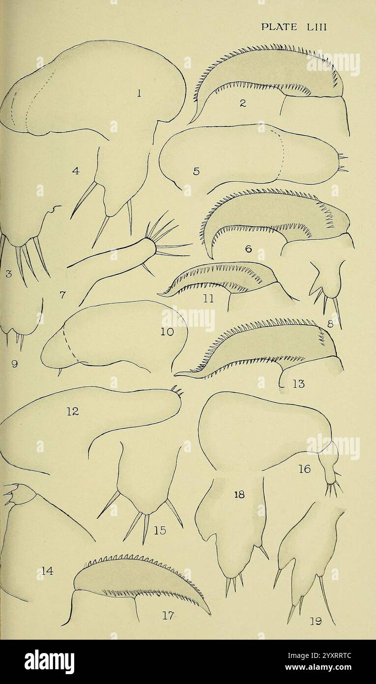 Displays distinct anatomical features hi-res stock photography and ...