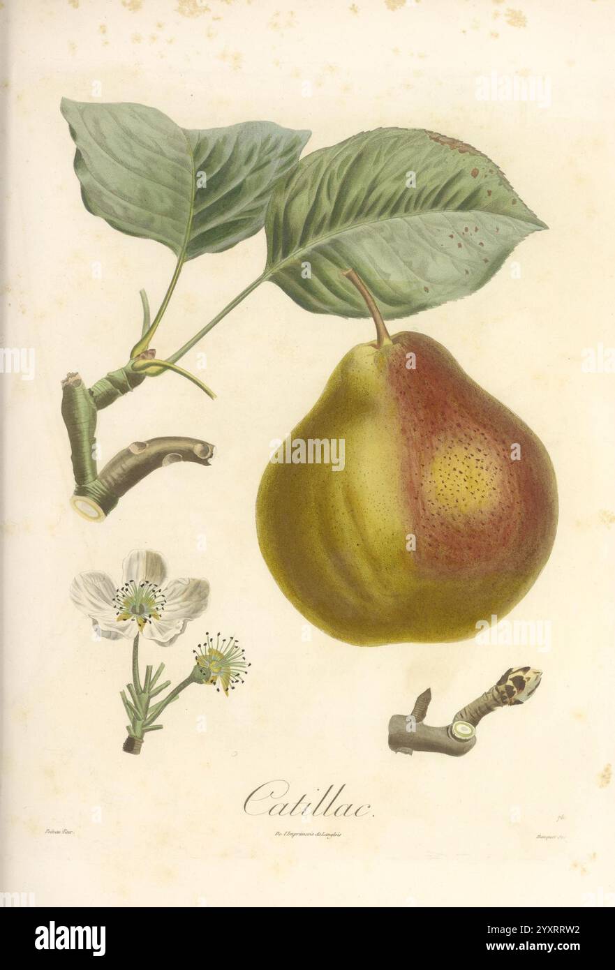 Pears flowering stage hi-res stock photography and images - Alamy
