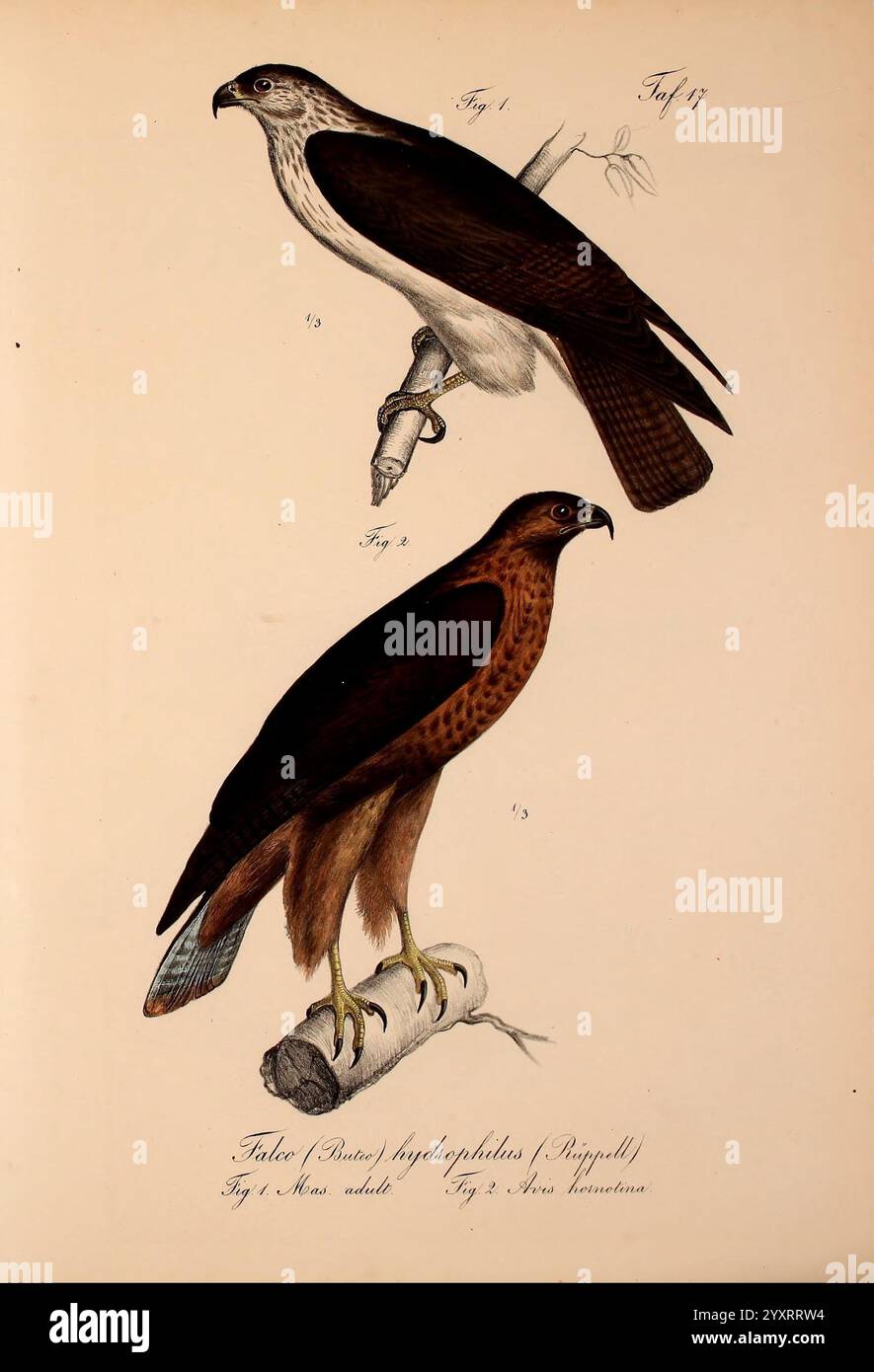 Second hawk displays hi-res stock photography and images - Alamy