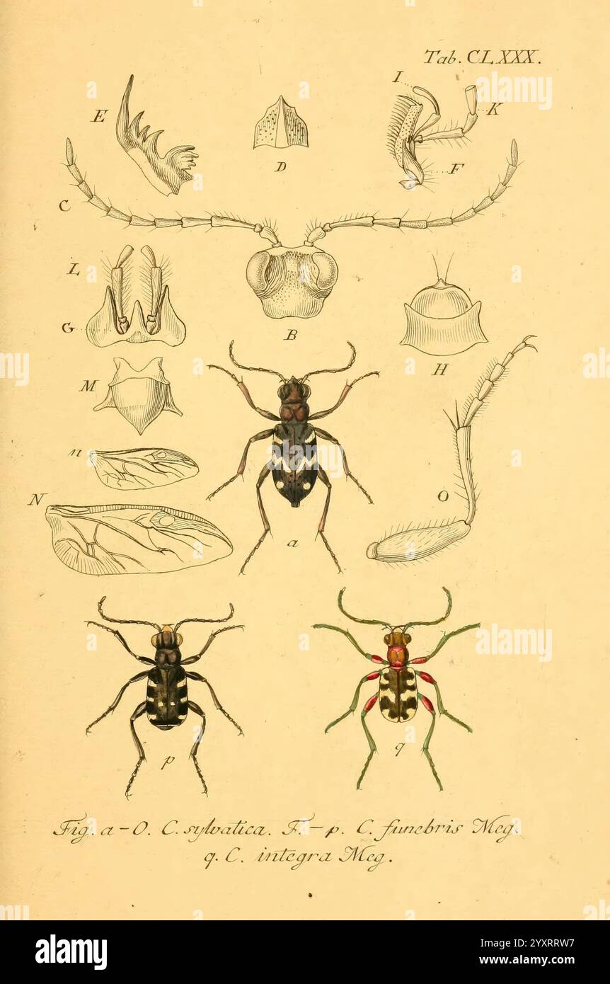Two distinct ant species hi-res stock photography and images - Alamy
