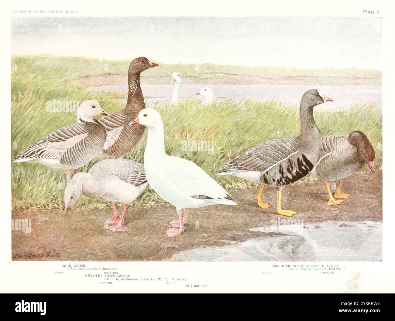 Varying plumage patterns hi-res stock photography and images - Alamy