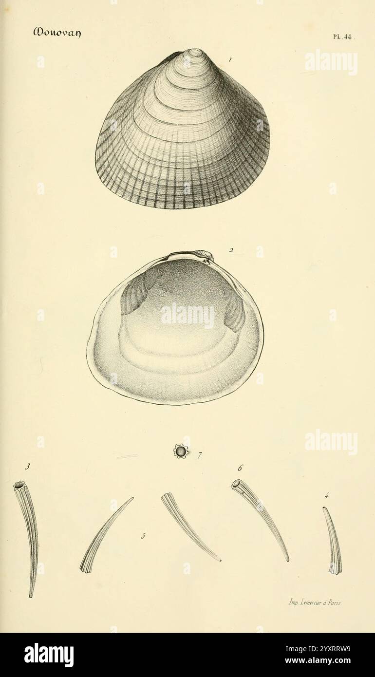Depict additional anatomical components hi-res stock photography and ...