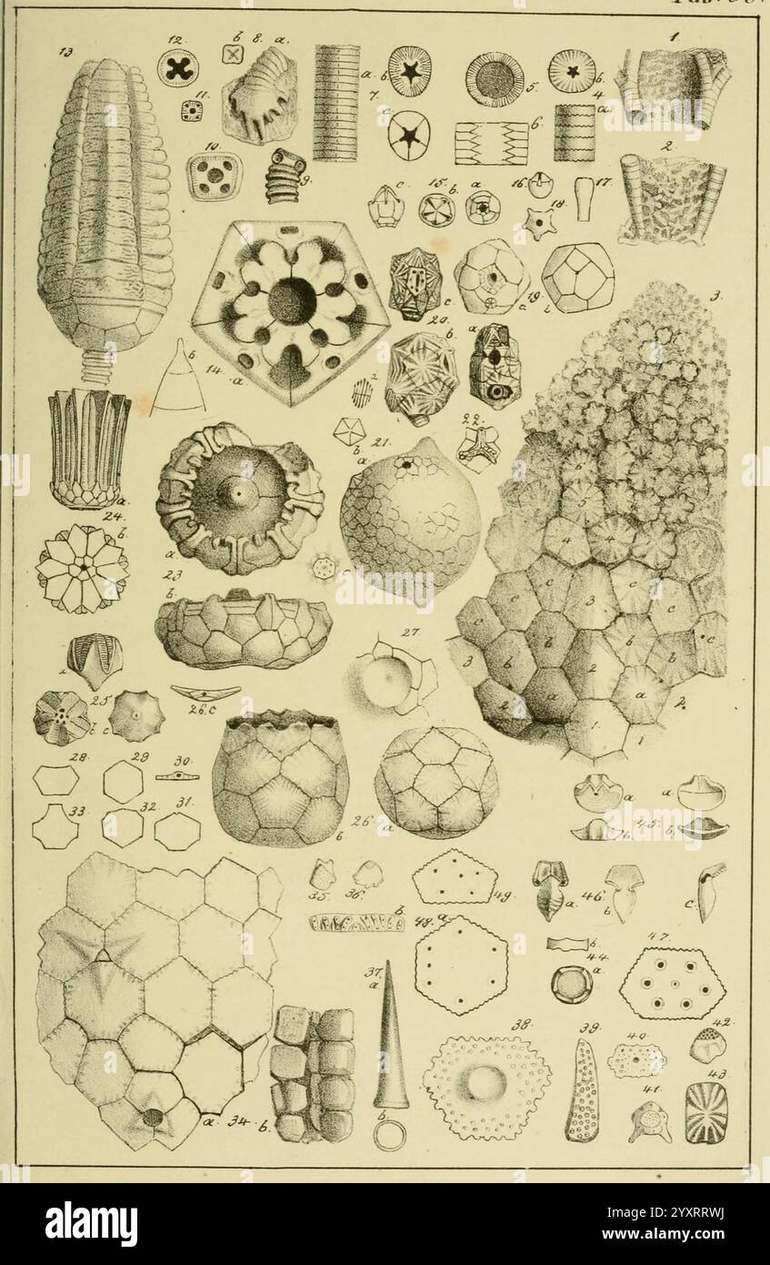 Complex organic designs hi-res stock photography and images - Alamy