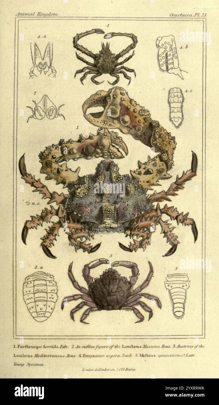 Elaborate anatomy hi-res stock photography and images - Alamy