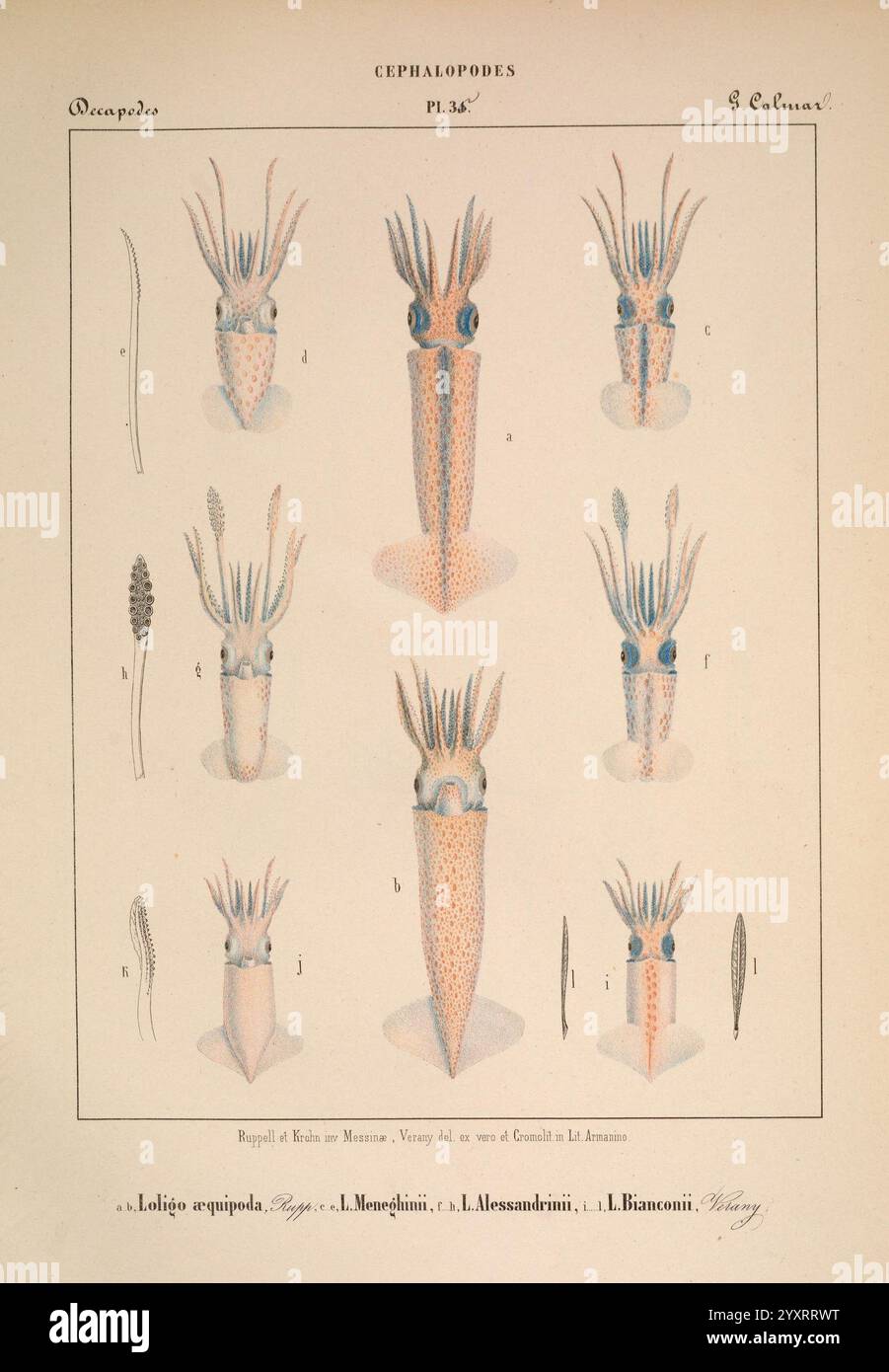 Highlighting diverse body shapes hi-res stock photography and images ...