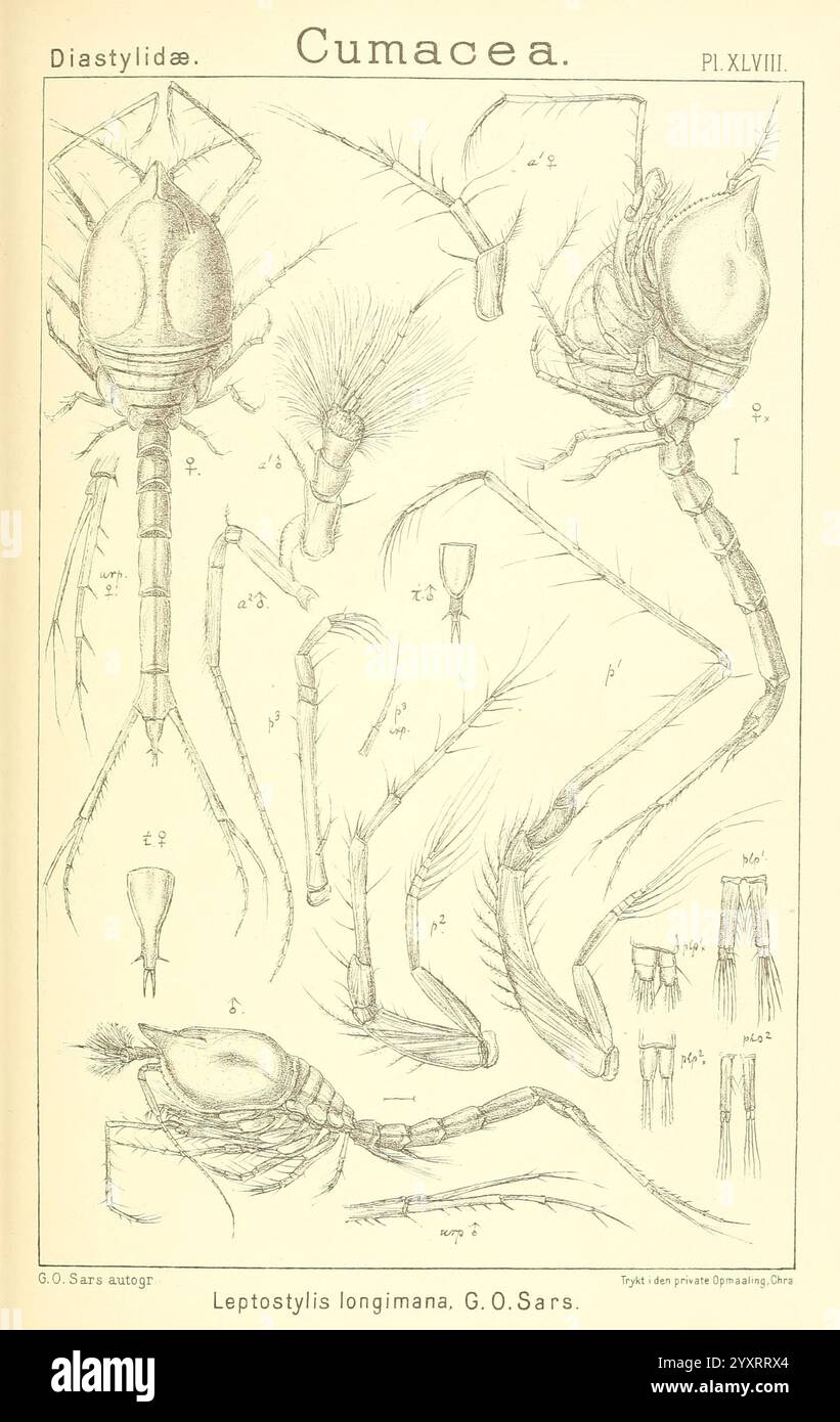 Understanding crustacean anatomy hi-res stock photography and images ...