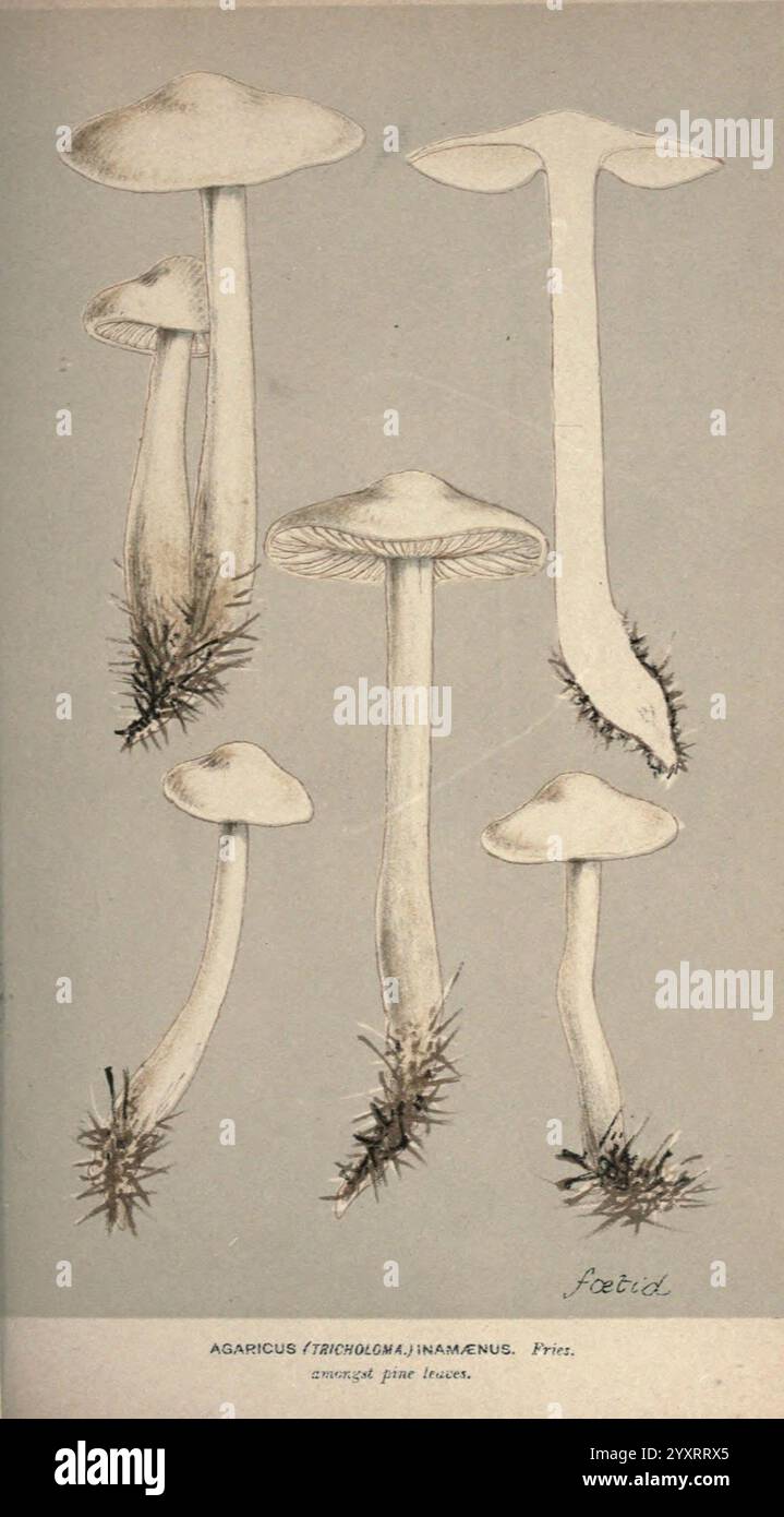 Bottom highlight root structures hi-res stock photography and images ...