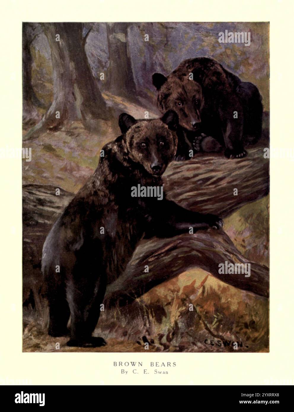 The wild beasts of the world v.1 London, T. C. & E. C. Jack [1909 ...