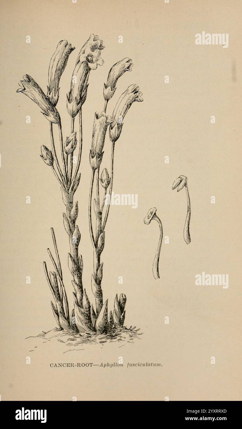 Aphyllon fasciculatum hi-res stock photography and images - Alamy