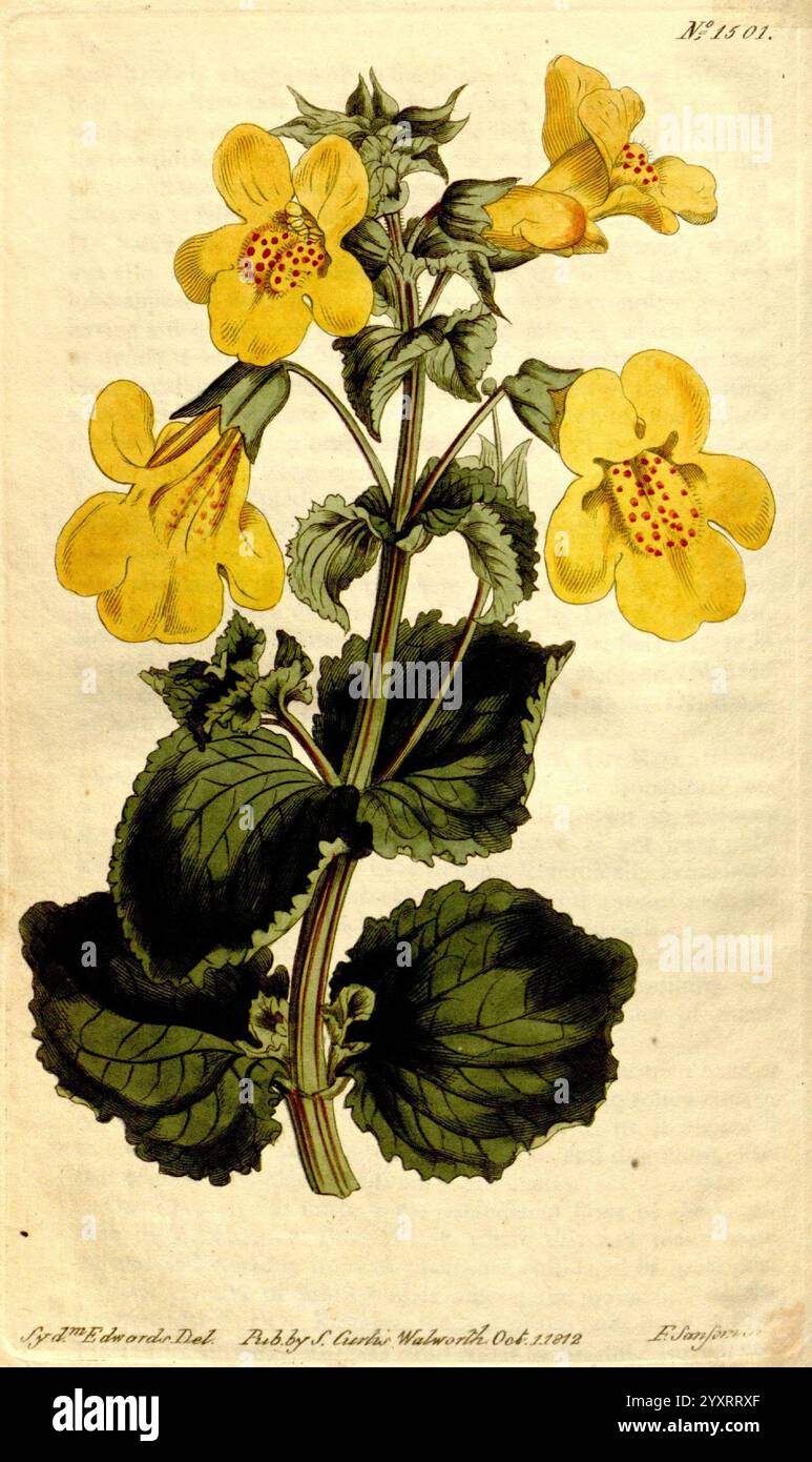 Curtis's Botanical Magazine, London, New York, botany, periodicals ...