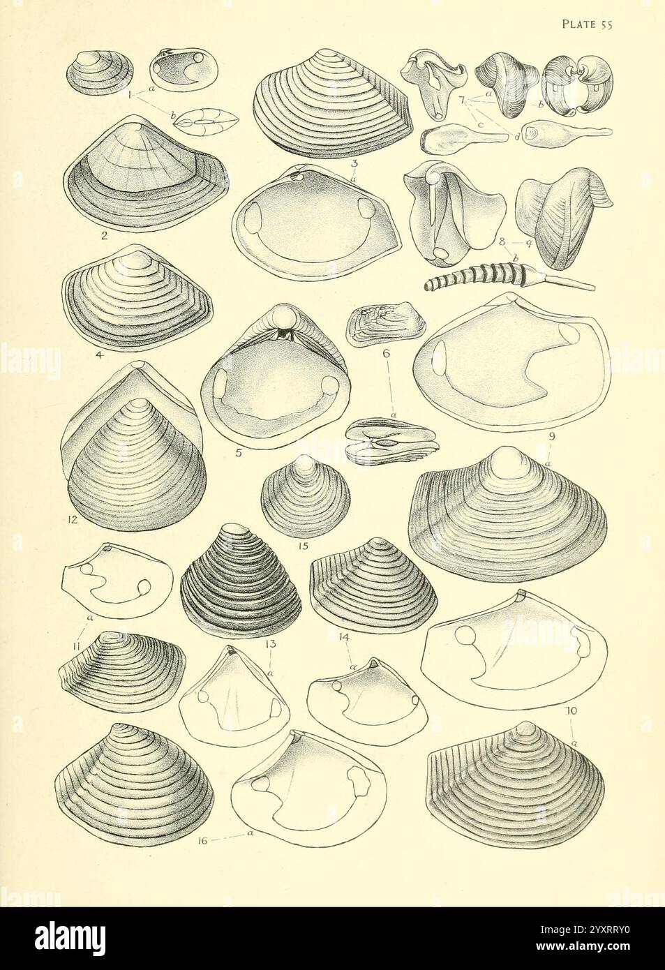 Myodora subrostrata hi-res stock photography and images - Alamy