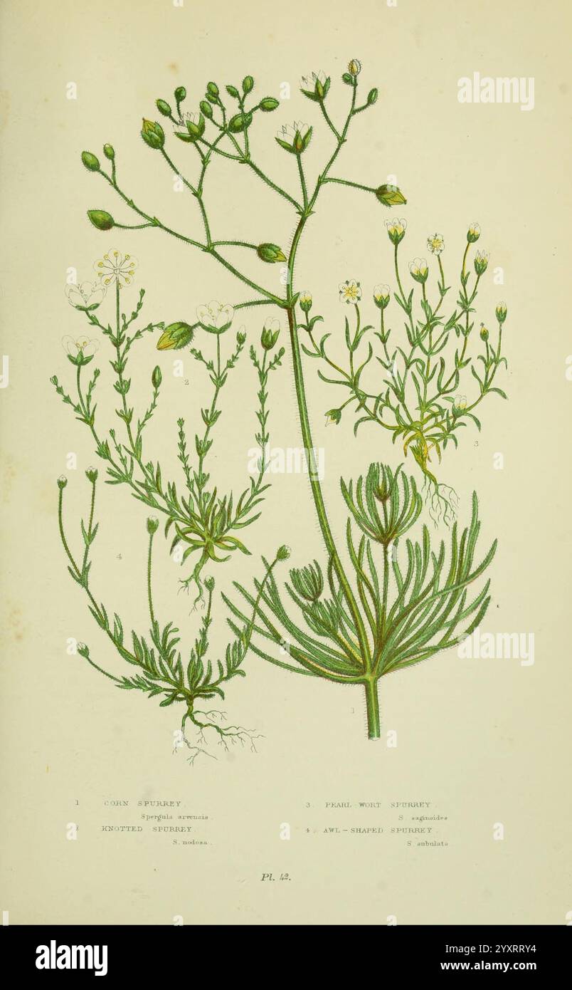 The flowering plants, grasses, sedges, & ferns of Great Britain. London ...