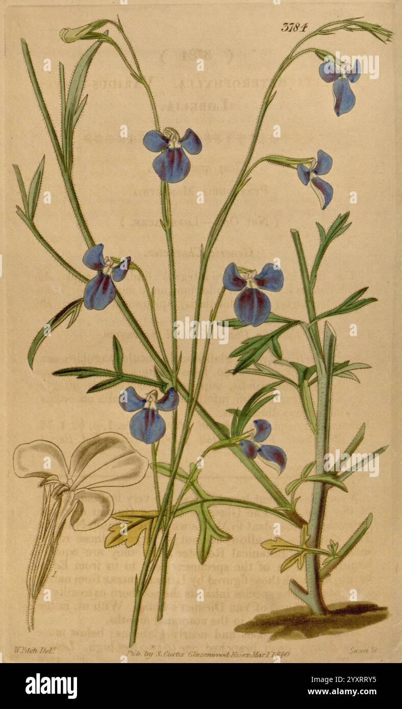 Additional flower structure hi-res stock photography and images - Alamy