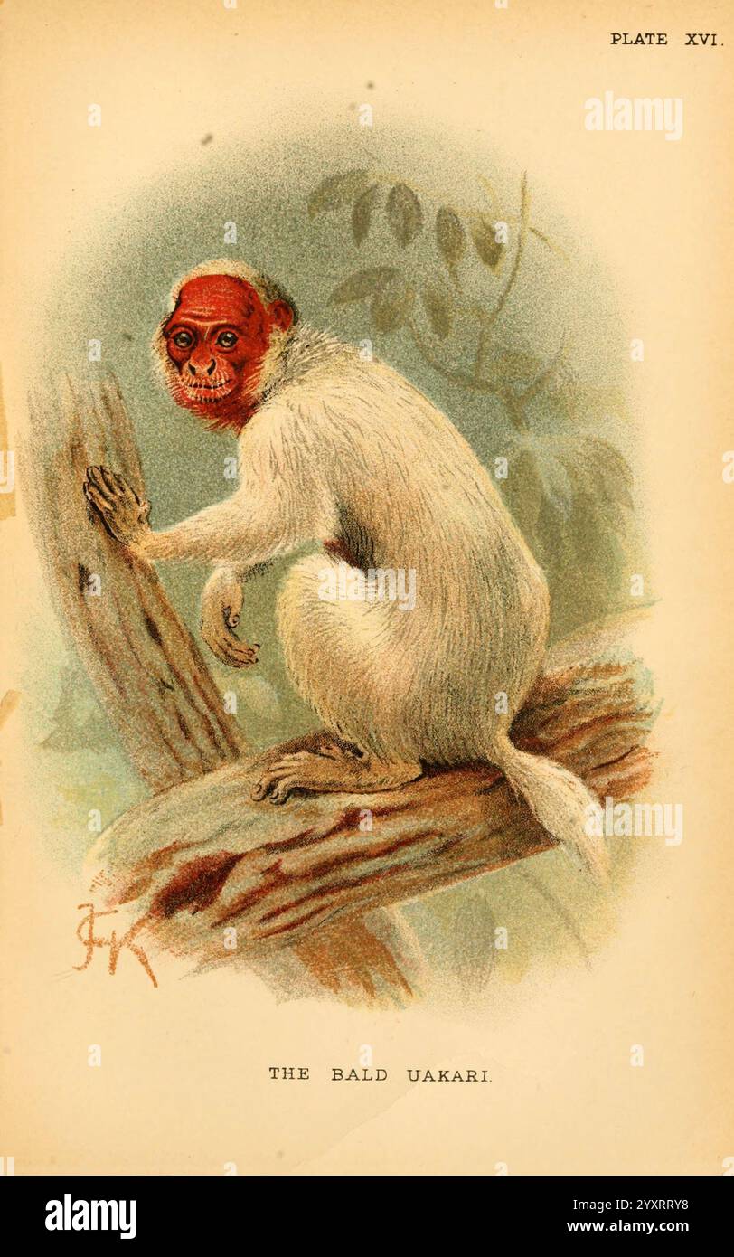 A hand-book to the primates. v.1 London, W.H. Allen & Co, Ltd, 1894 ...