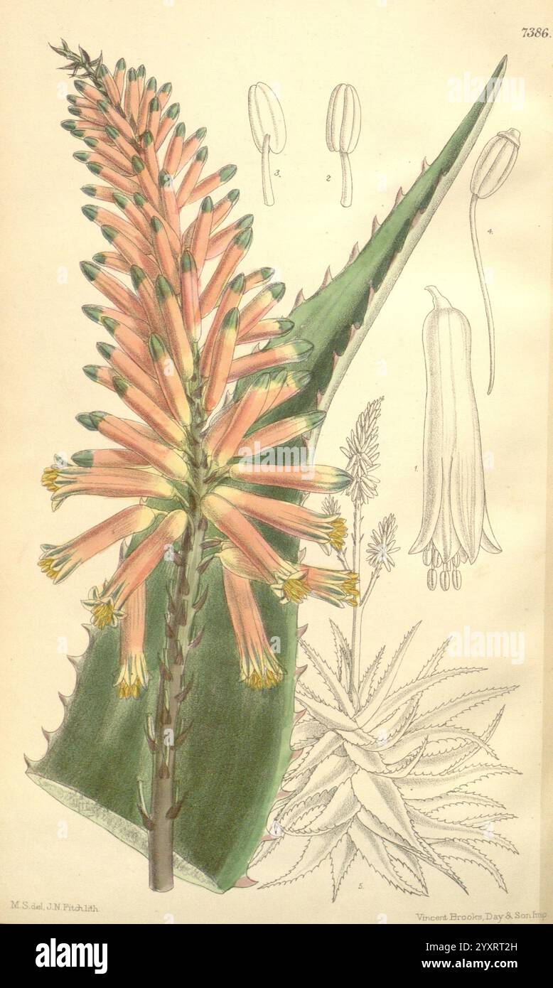 Aloe plant featuring hi-res stock photography and images - Alamy