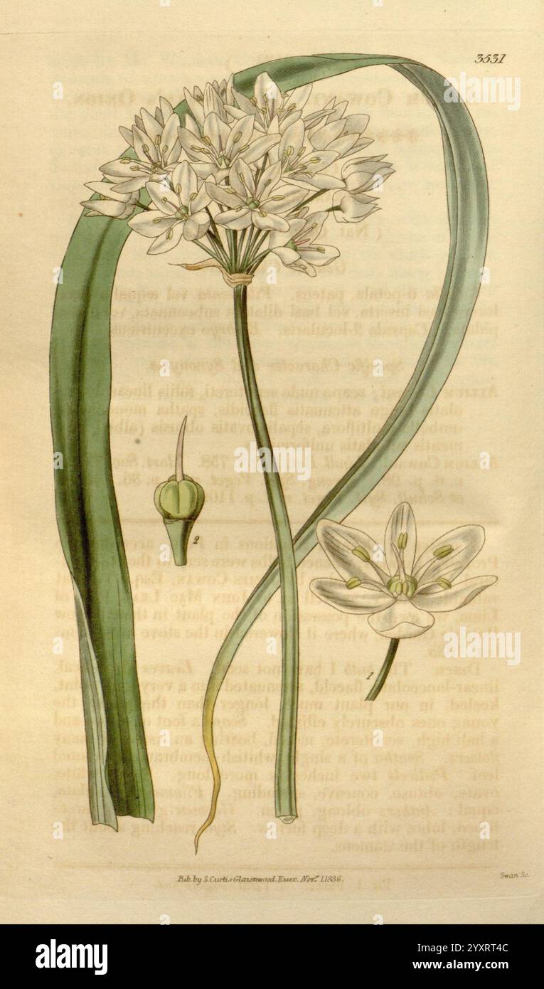 Botany periodicals pictorial works curtis peru hi-res stock photography ...