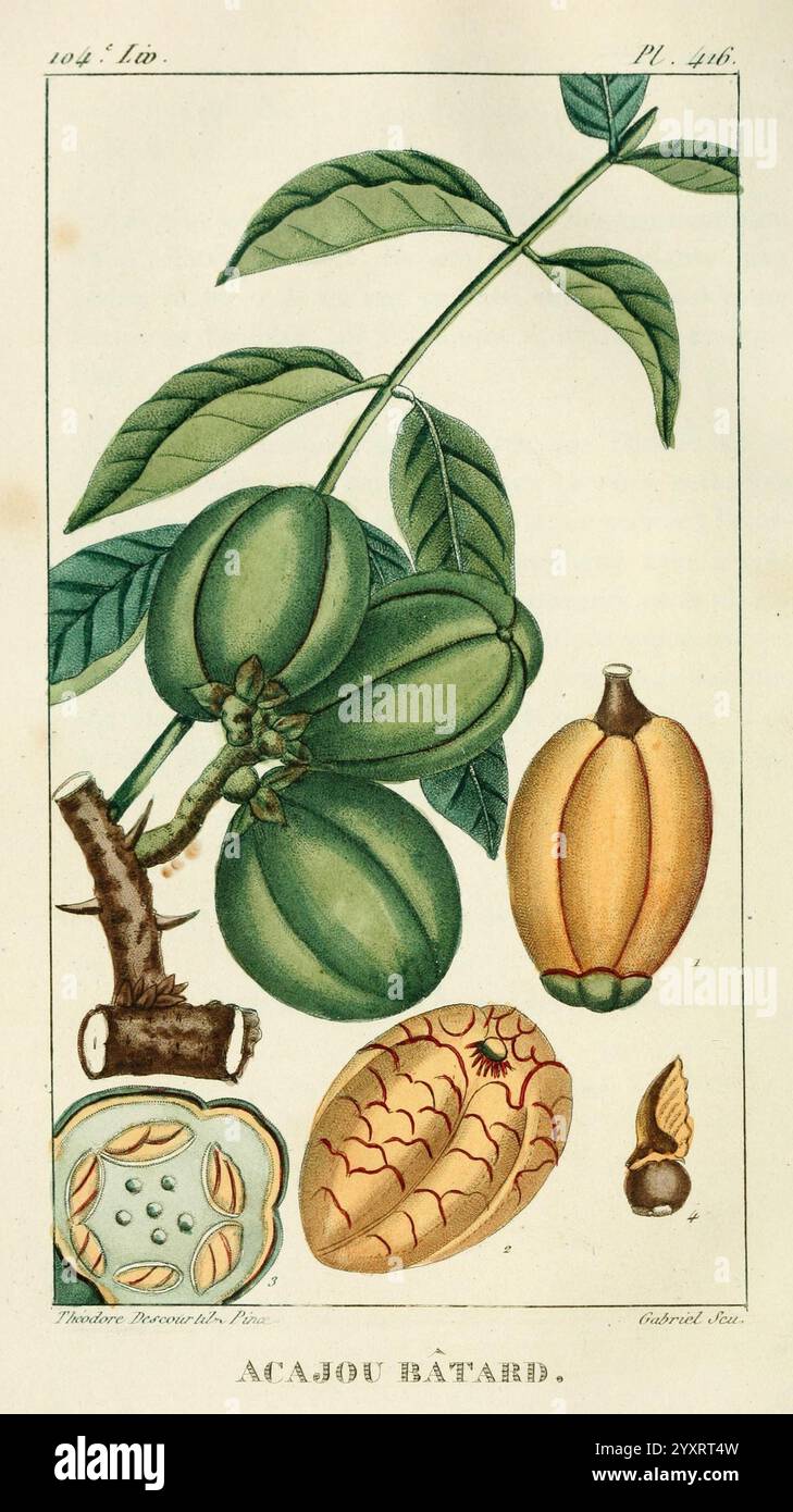 Segmented pod hi-res stock photography and images - Alamy