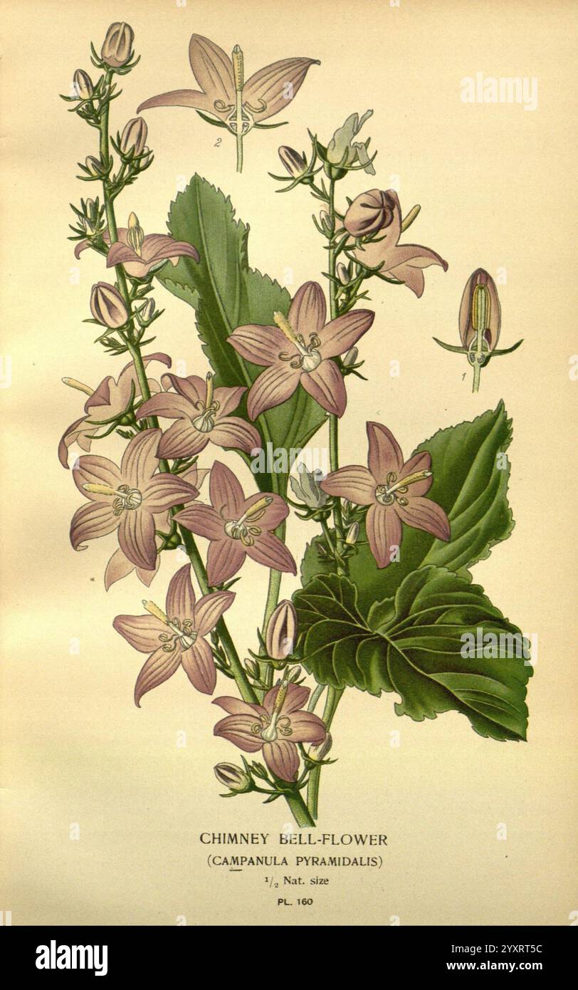 Favourite flowers of garden and greenhouse London and New York ...