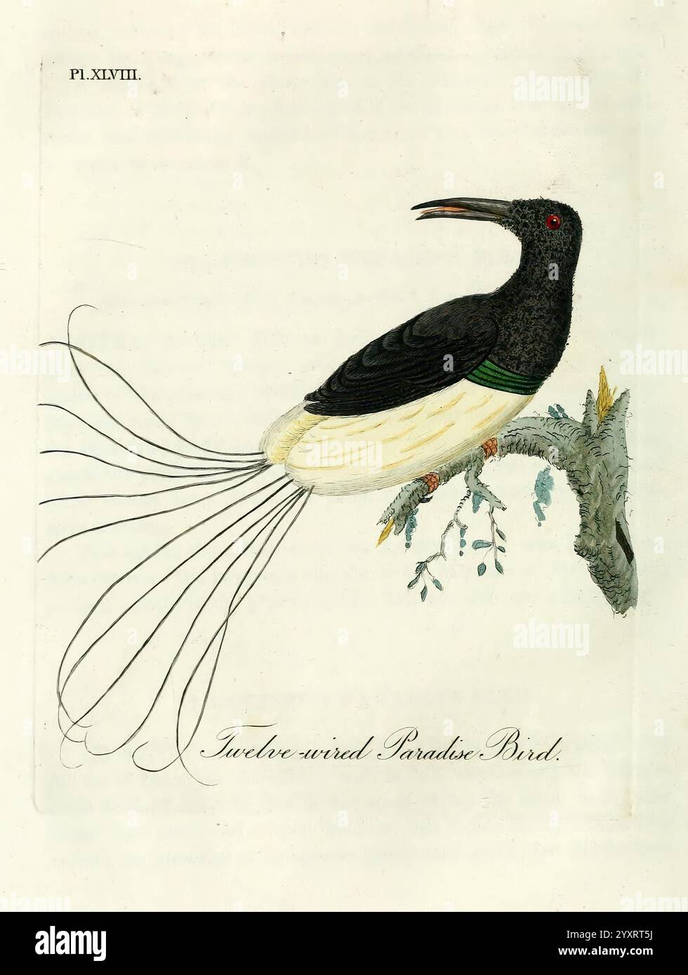 Seleucid melanoleucus twelve wired bird hi-res stock photography and ...