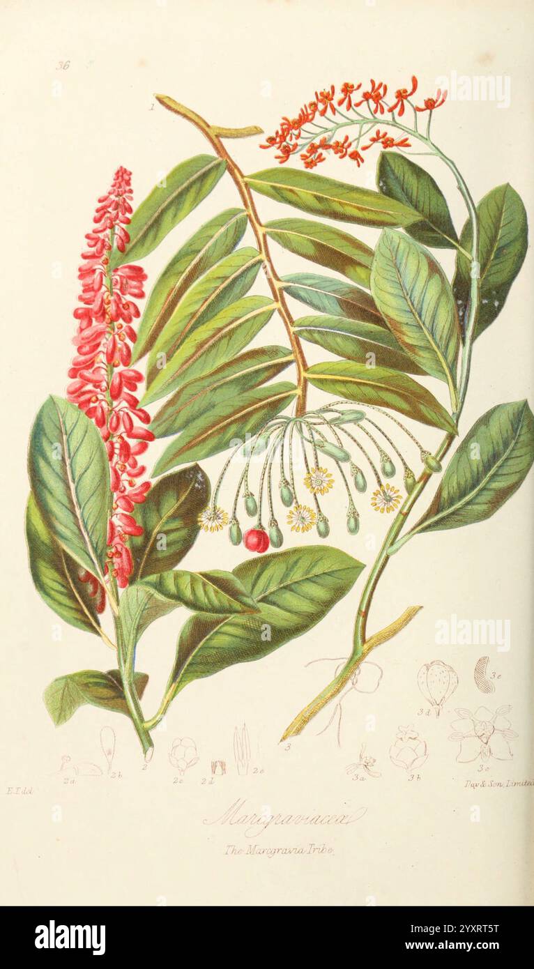 Striking red flowers stands hi-res stock photography and images - Alamy