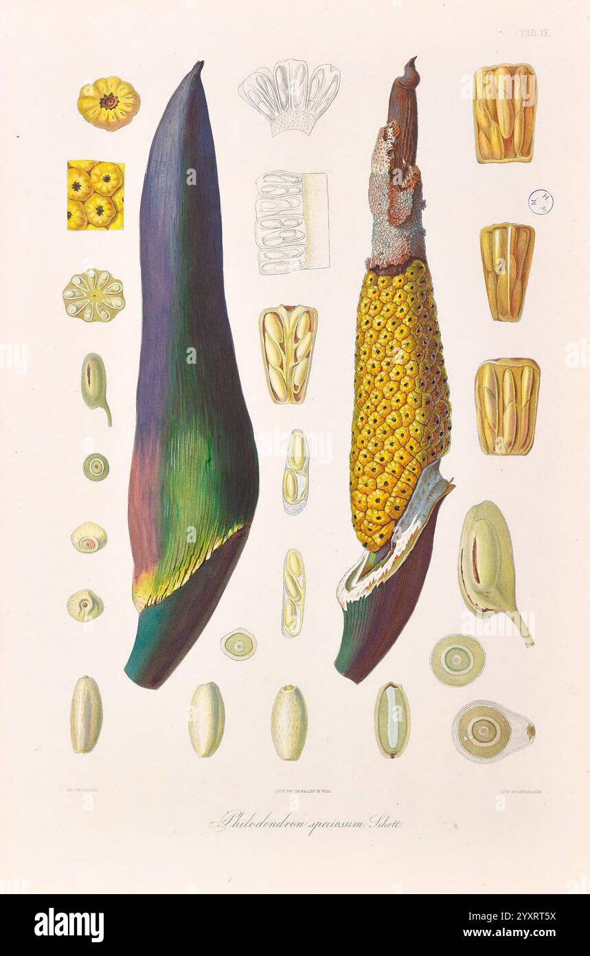 Aroids philodendron speciosum hi-res stock photography and images - Alamy