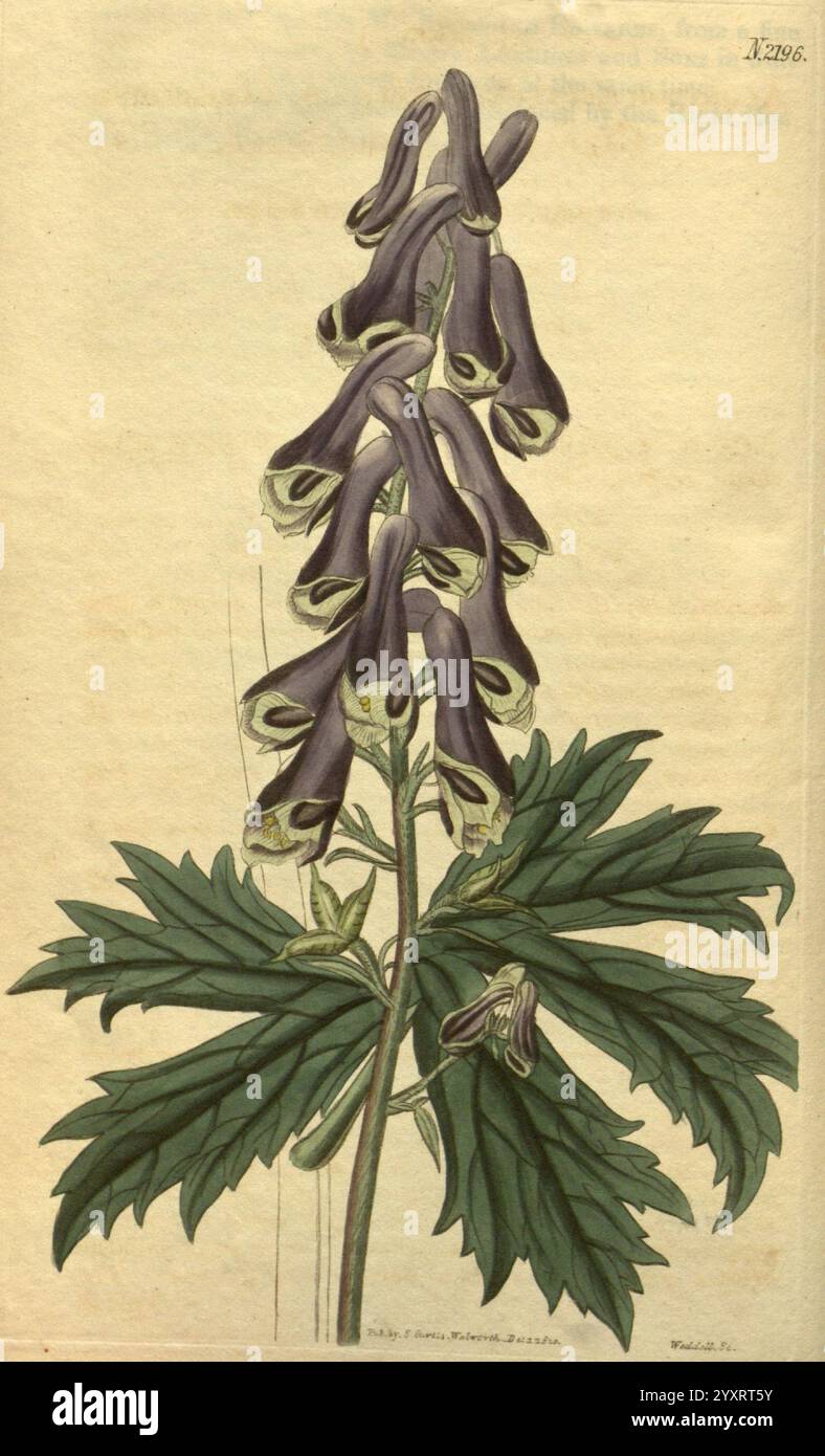 Multiple drooping blossoms hi-res stock photography and images - Alamy