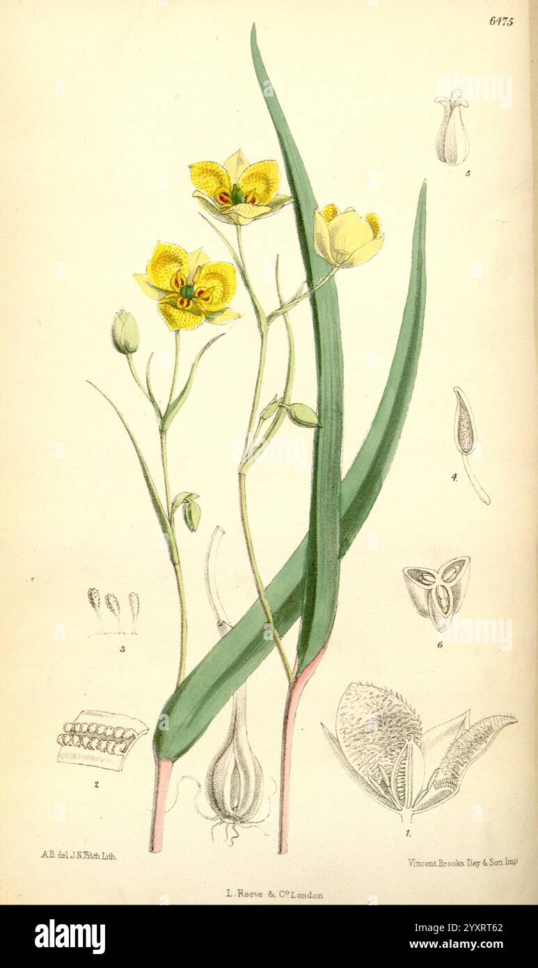 Curtis's Botanical Magazine. London New York etc. botanical ...